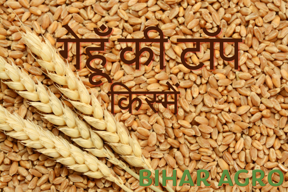TOP Wheat variety 2024 » Gehu ki variety » BIHAR AGRO great