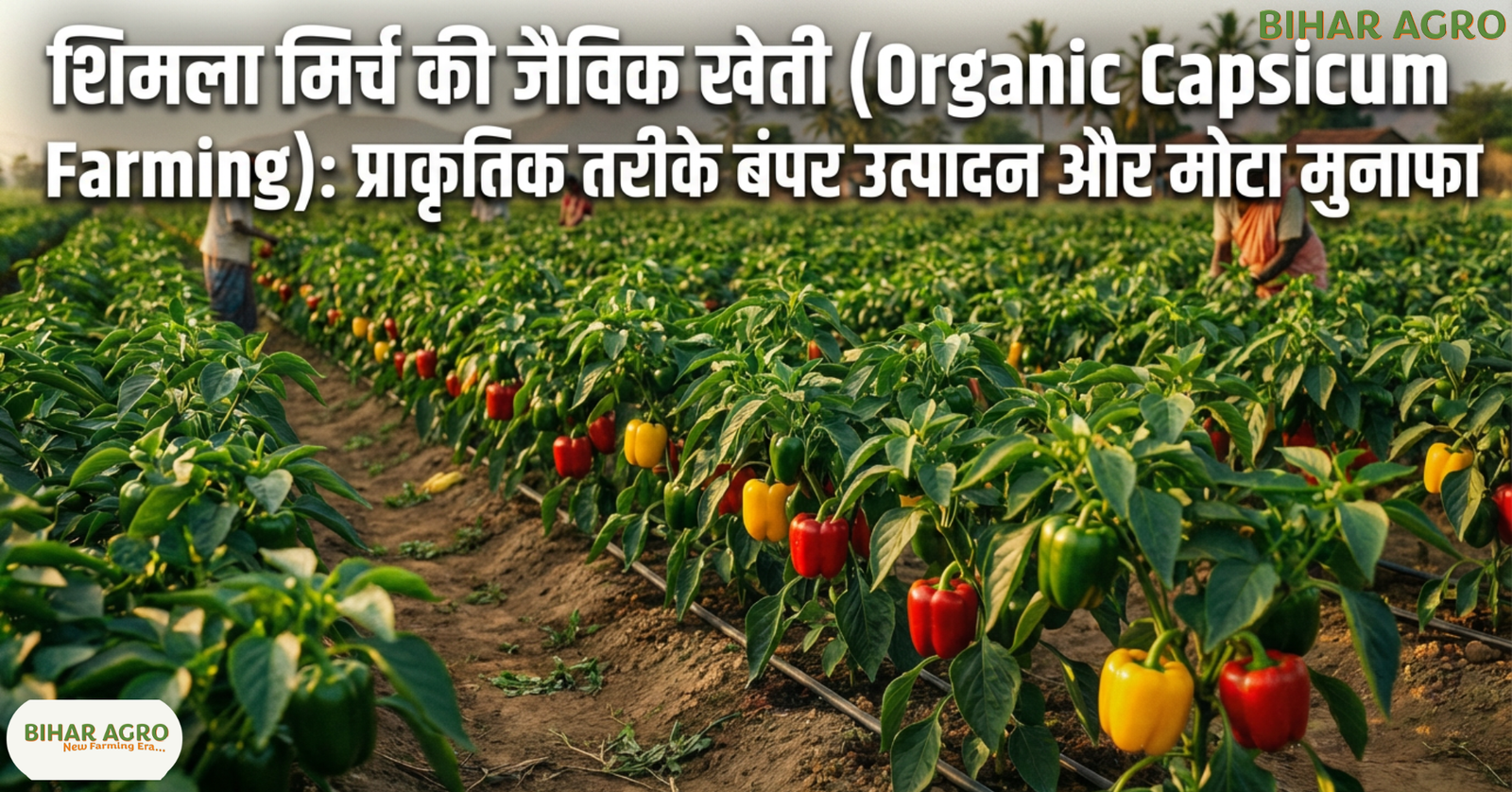 Capsicum organic farming » BIHAR AGRO