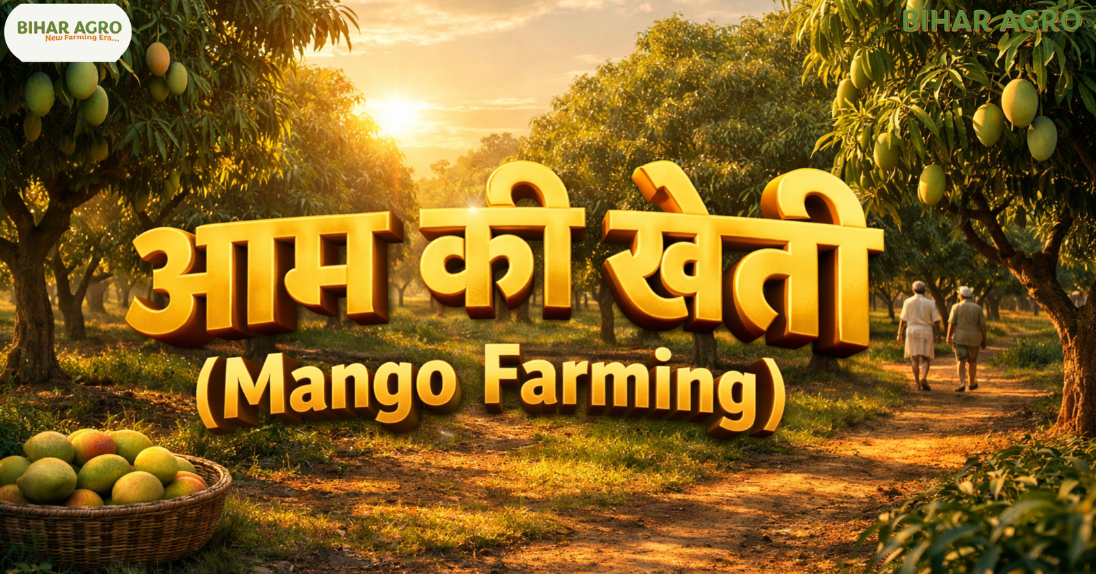 Mango Farming in India » BIHAR AGRO